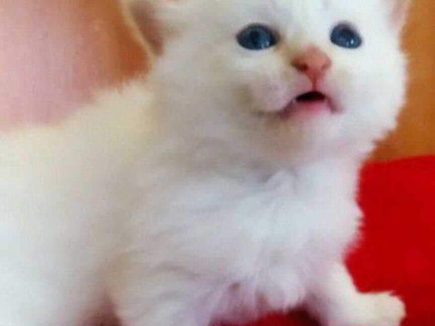 Невская маскарадная