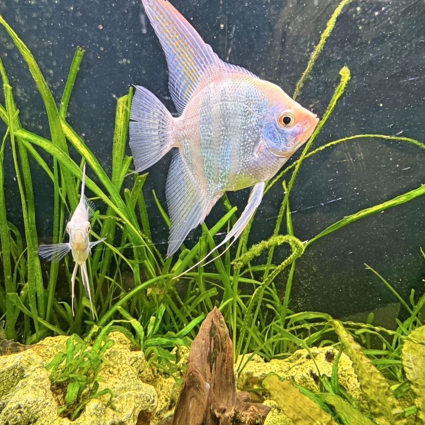 Продам аквариумных Рыбок