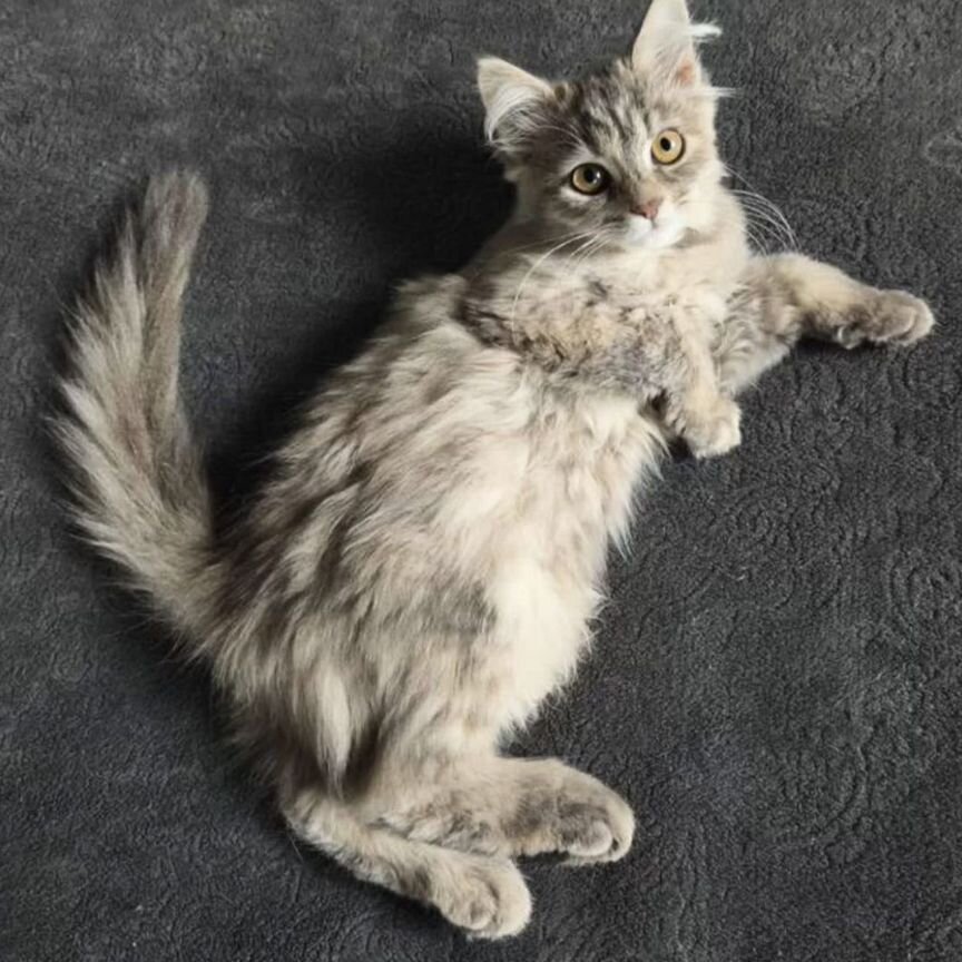 Котенок
