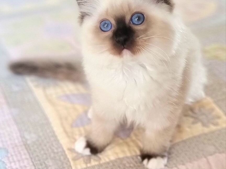 Кошки породистые
