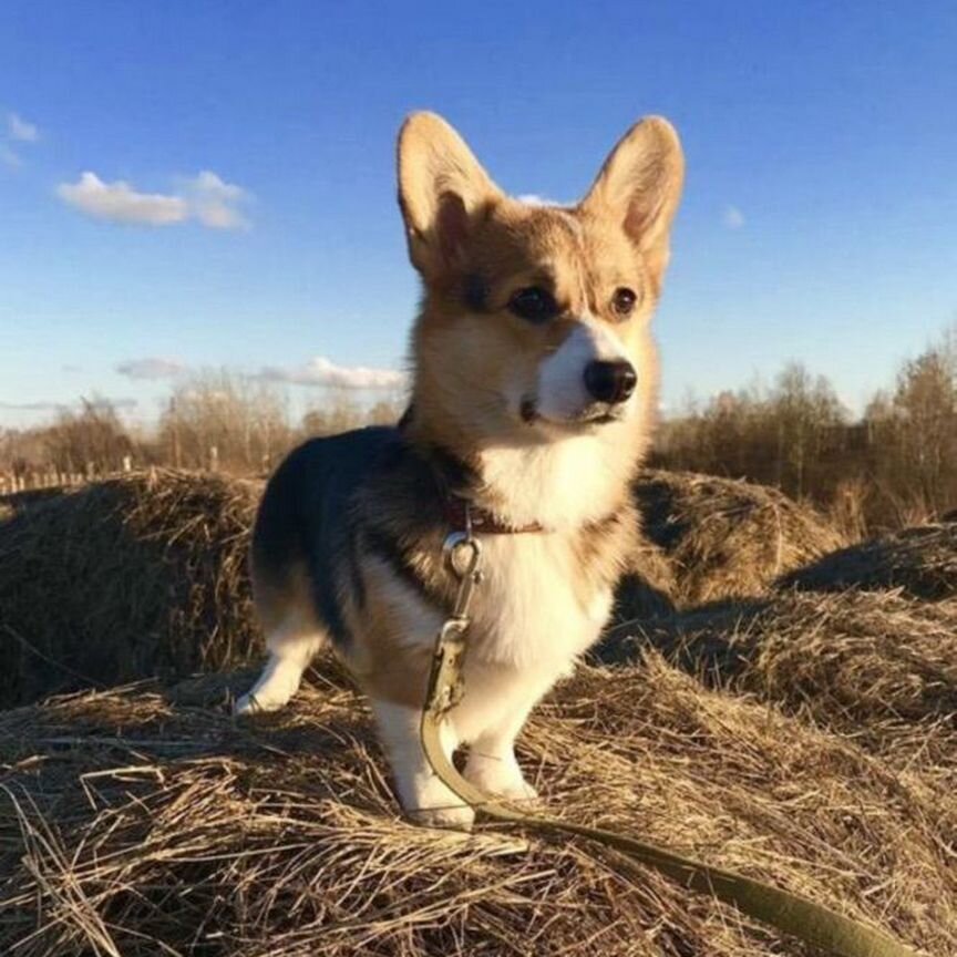 Продам собаку