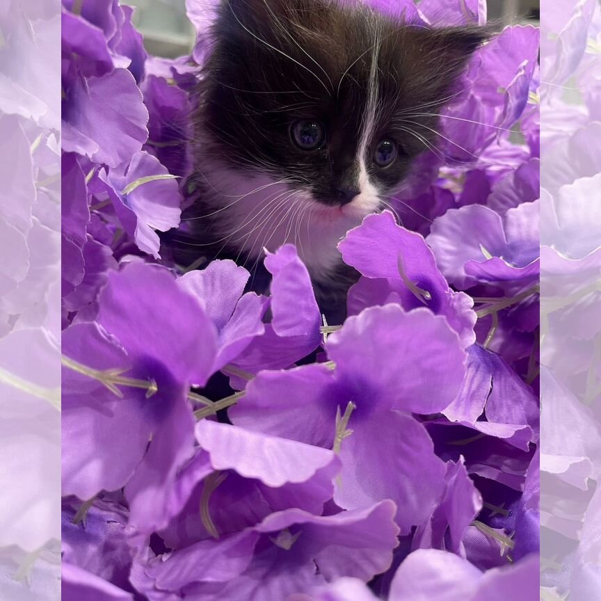 Котята мейн-кун