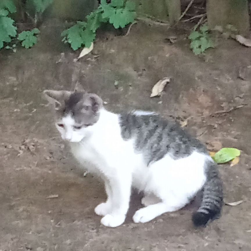 Милый котенок в беде