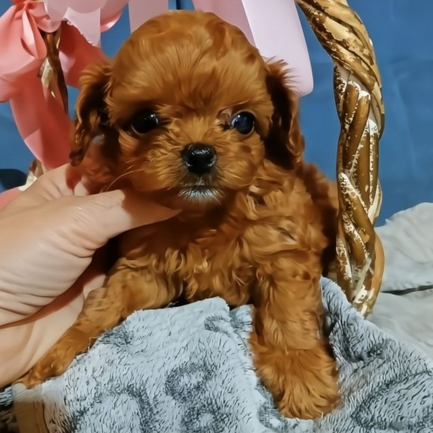 Мальтипу, щенок