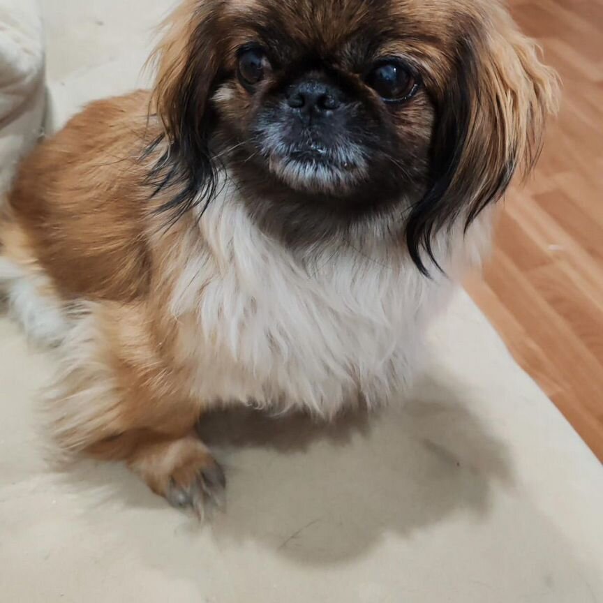 Отдам собаку в добрые руки