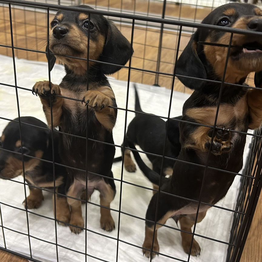 Такса, щенок