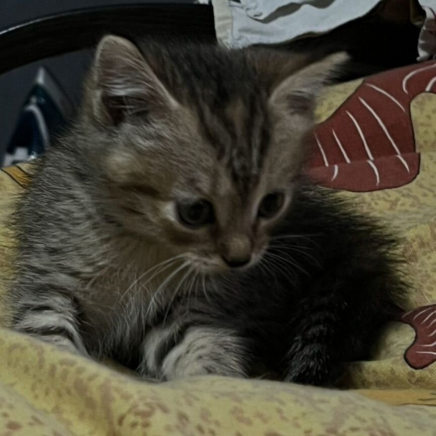 Котёнок в добрые руки