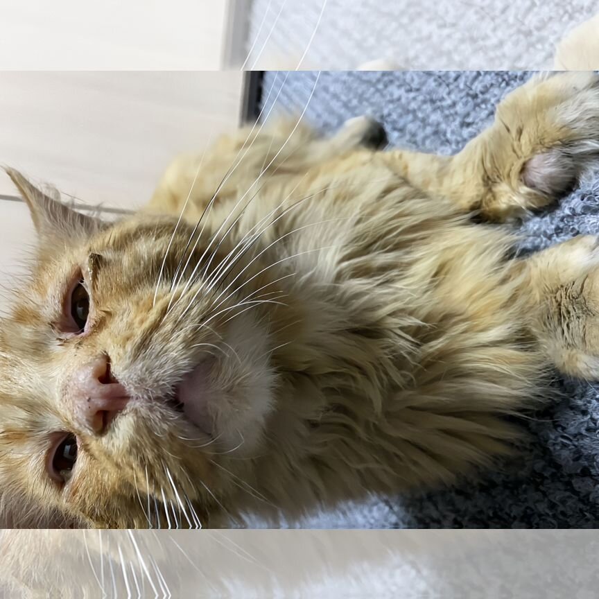 Мейн-кун, взрослый кот