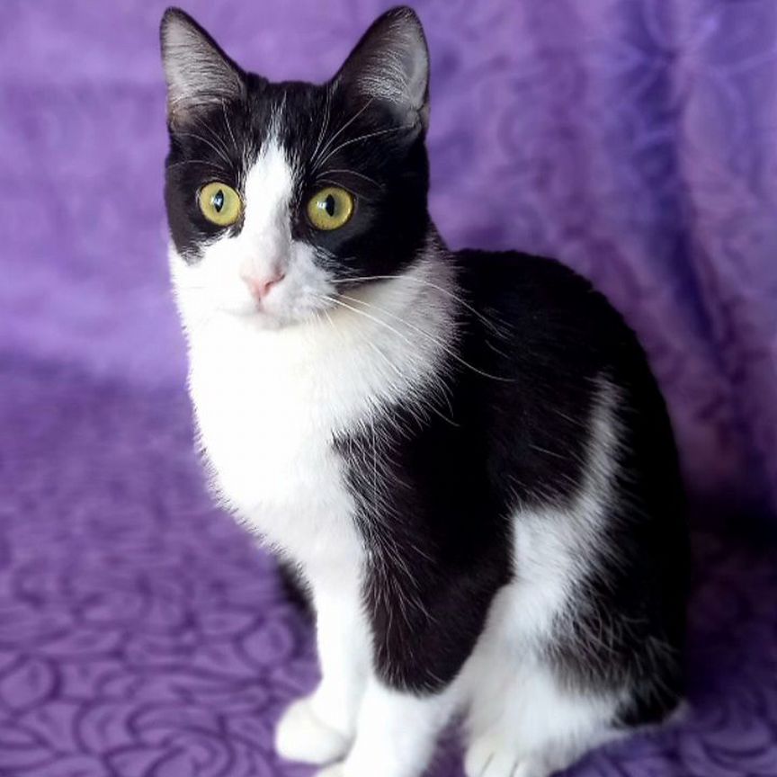 Стерилизованная Соня в добрые руки