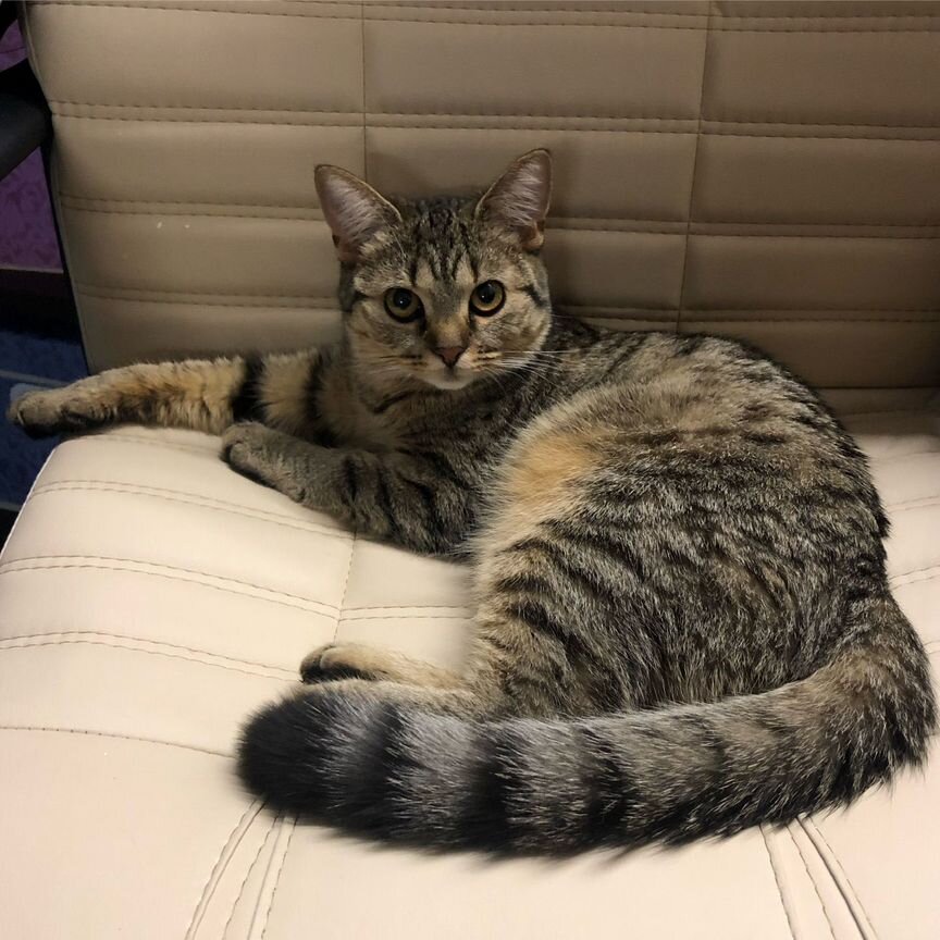 Кошка в добрые руки