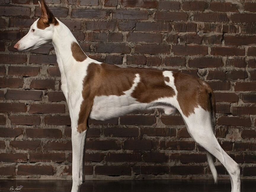 Поденко ибиценко