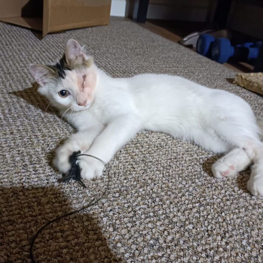 Котёнок с изюминкой