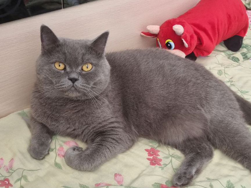 Британский кот