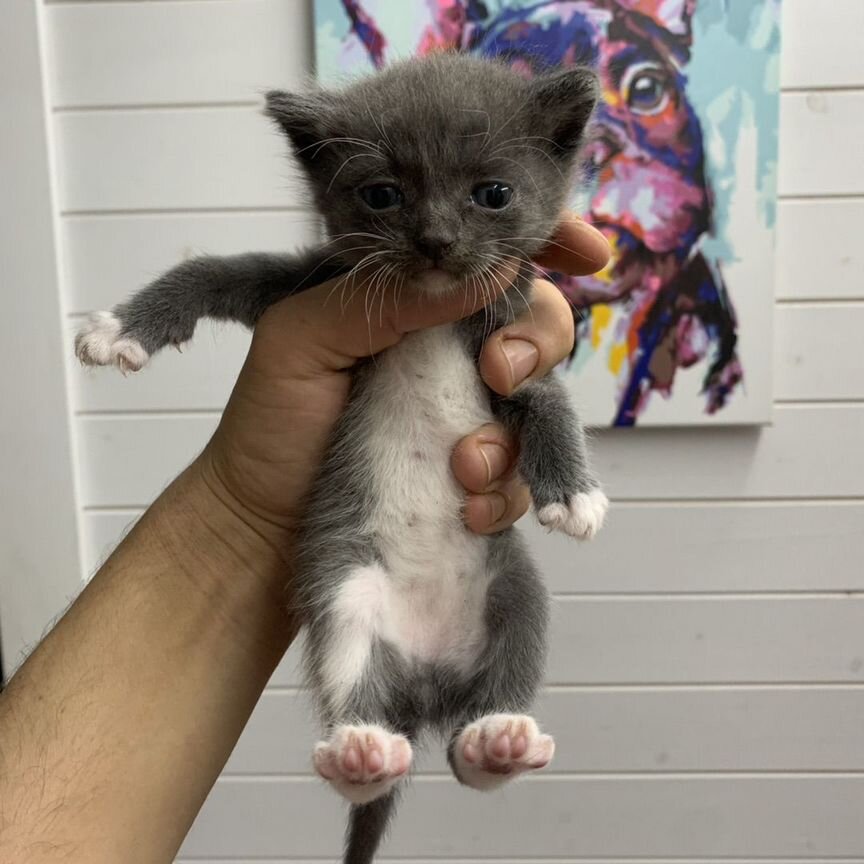Котята