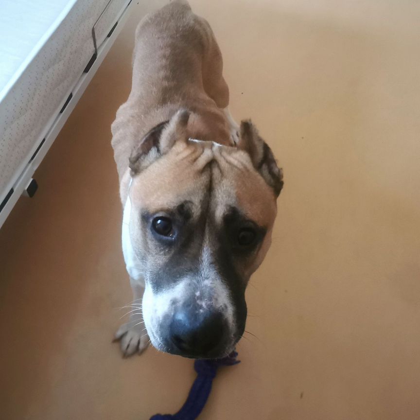 Отказник стафф из усыпалки ищет добрых хозяев