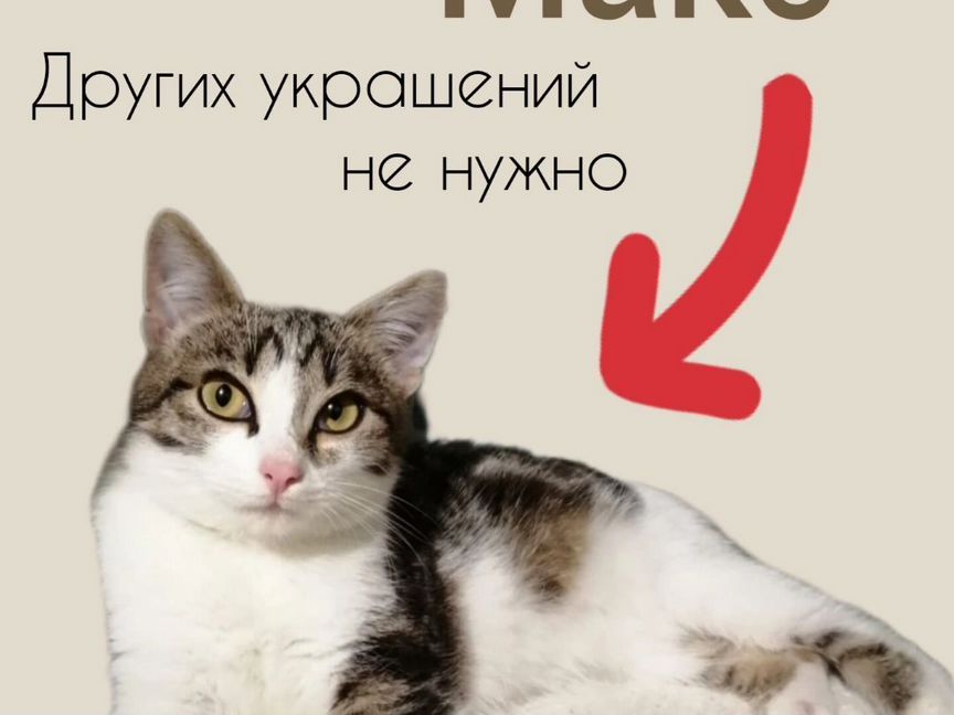 Котишка в добрые руки