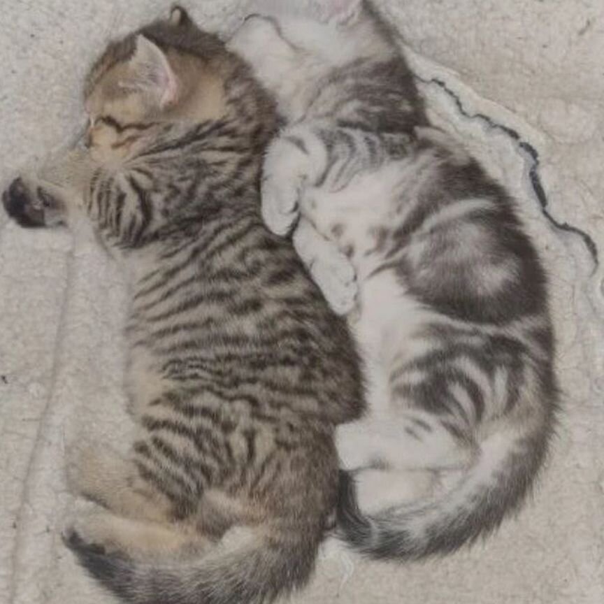 Шотландский вислоухий короткошёрстный котёнок