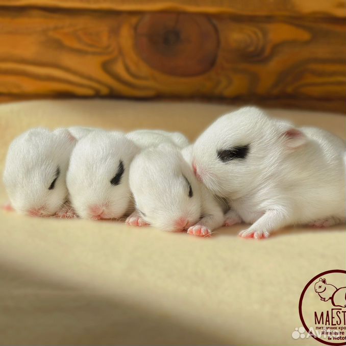 Крошечный кролик хотот (импорт Германия)
