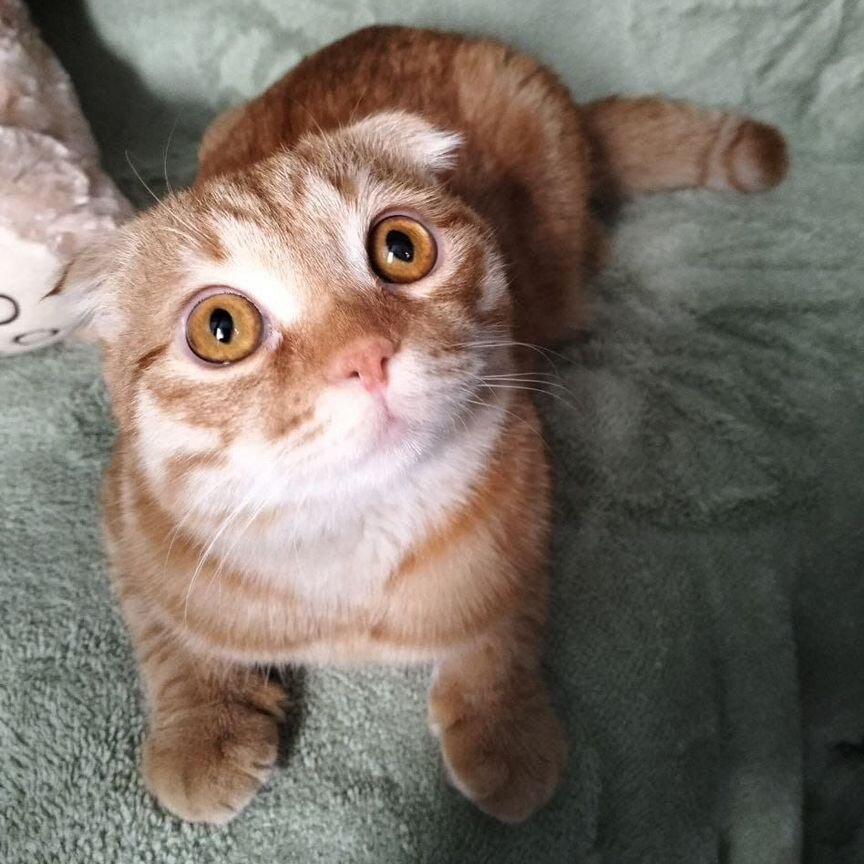 Шотландский вислоухий короткошёрстный котёнок