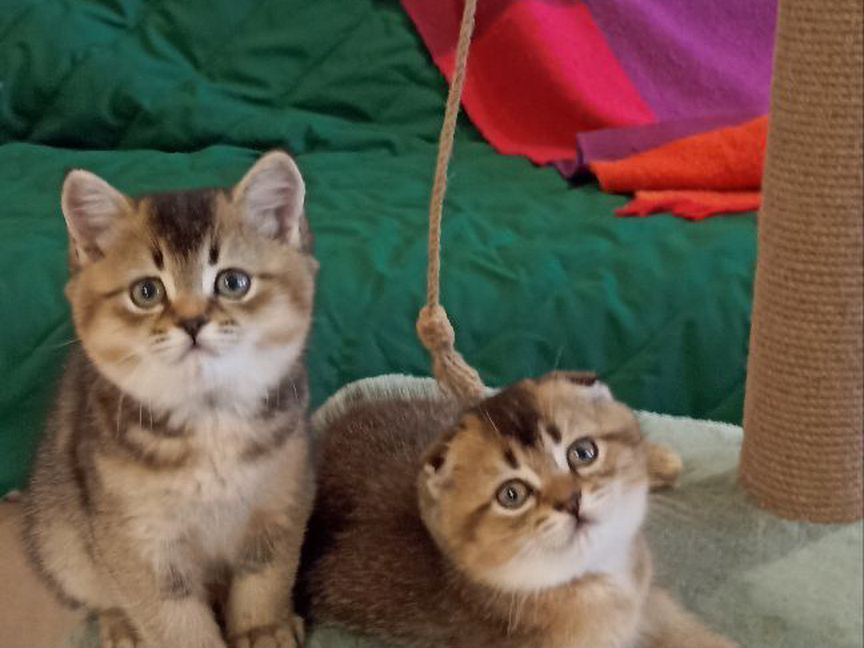 Шотландские котята