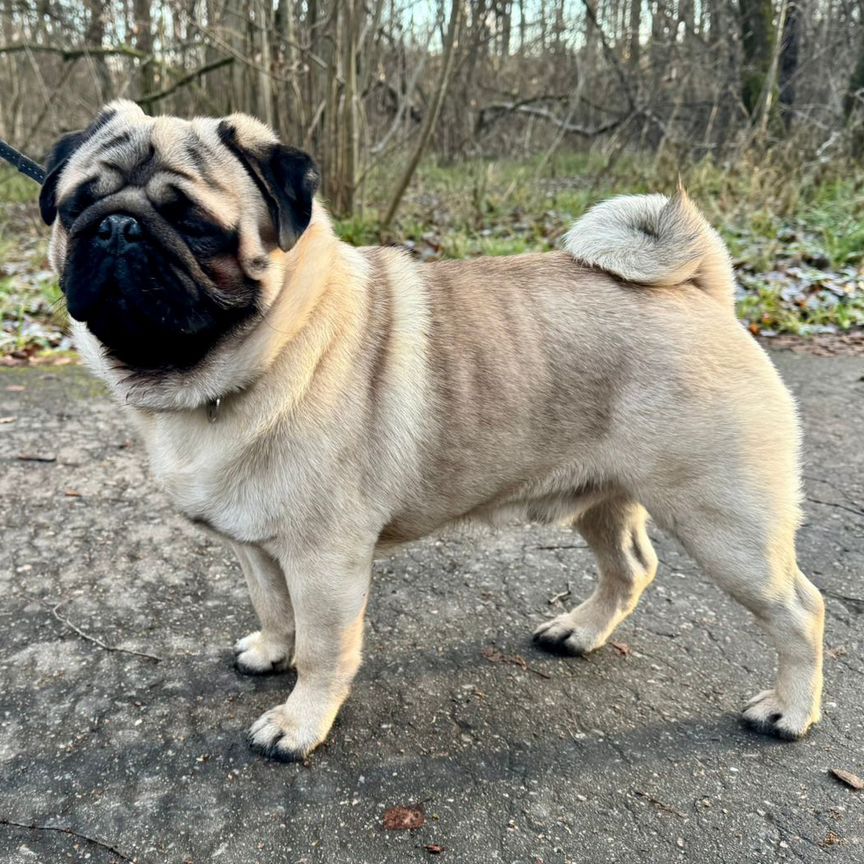 Мопс, вязка