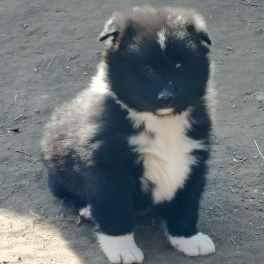 Лайка, щенок