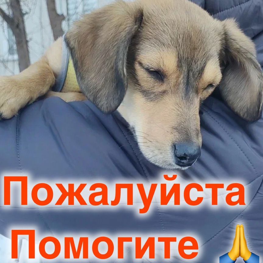 Маленькая собачка щенок на улице
