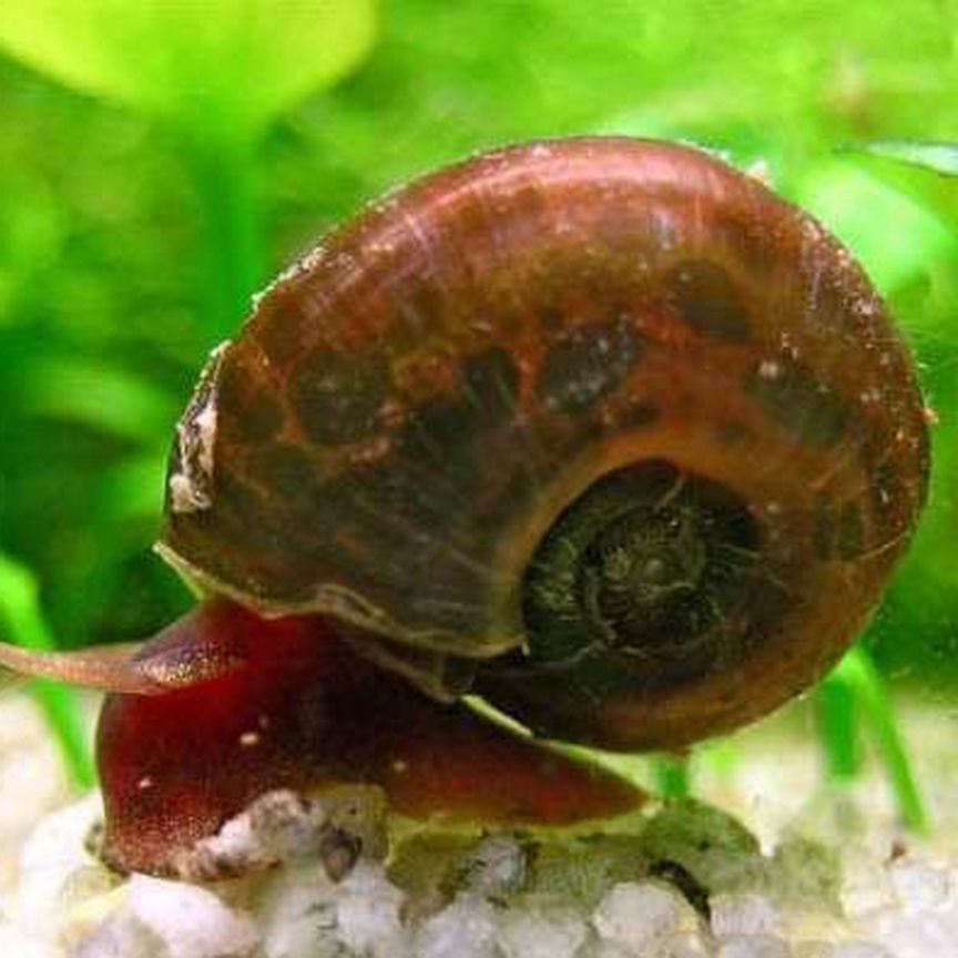 Улитки аквариумные катушки