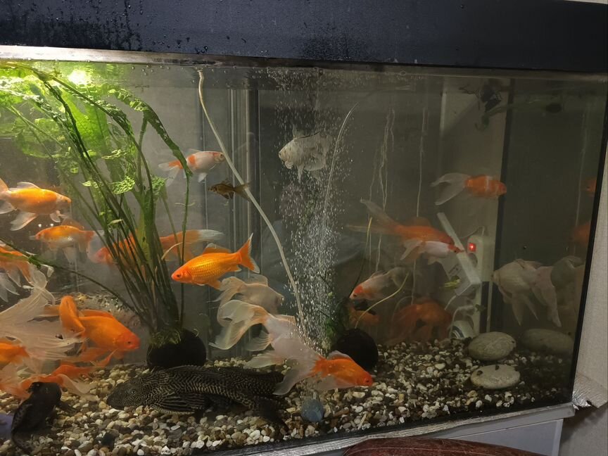 Кометы и шубункины