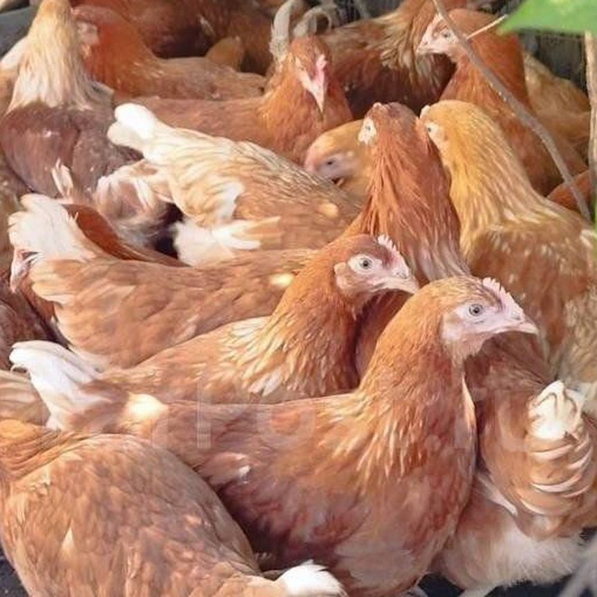 Куры несушки бесплатная доставка