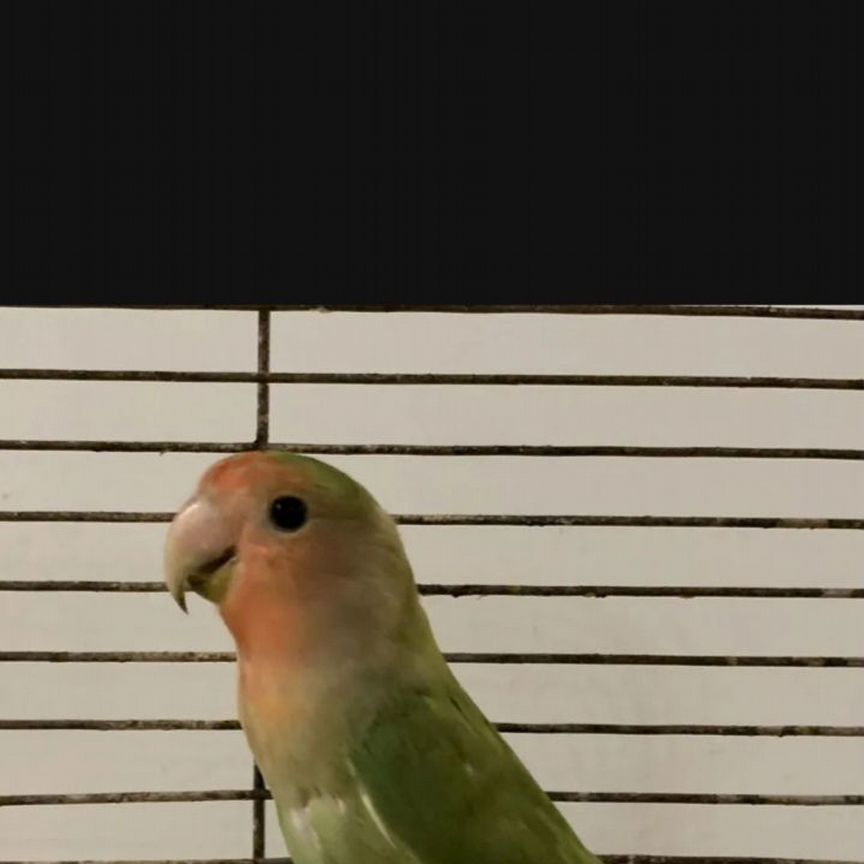 Попугай неразлучники