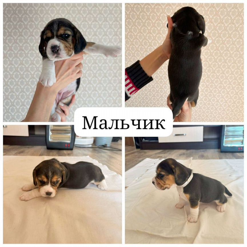 Щенок Бигль от титулованных родителей