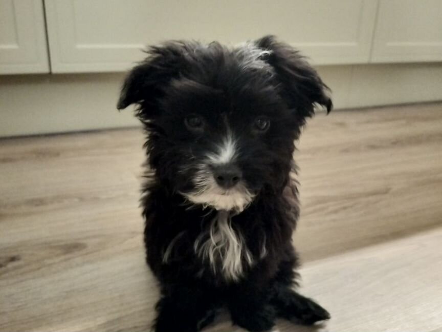 Щенок мальтипу