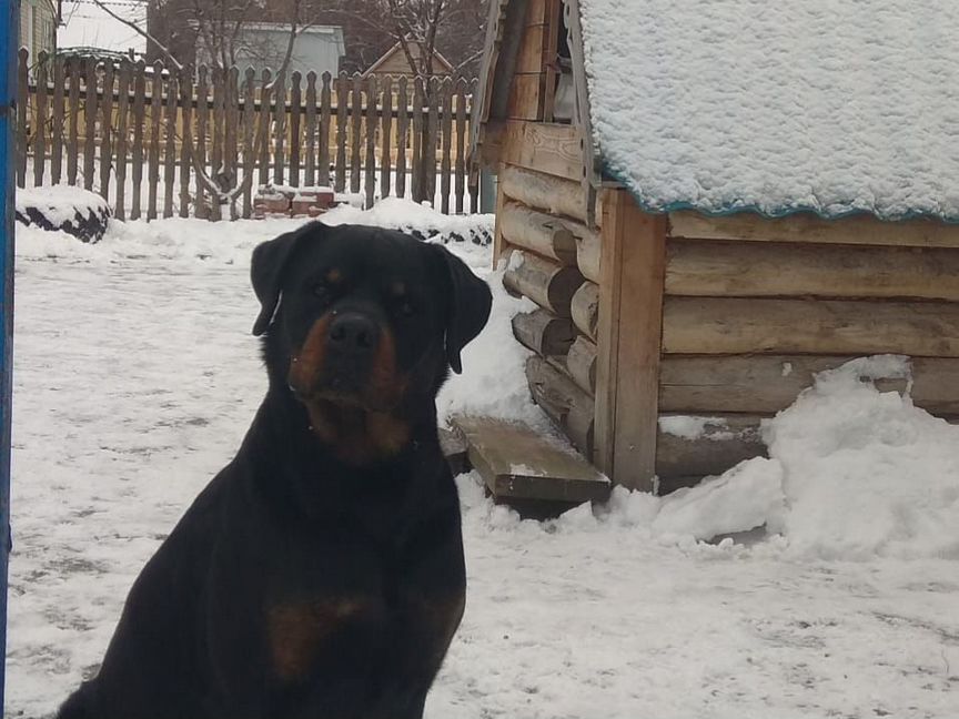 Вязка ротвейлера, ждём девочку для потомства