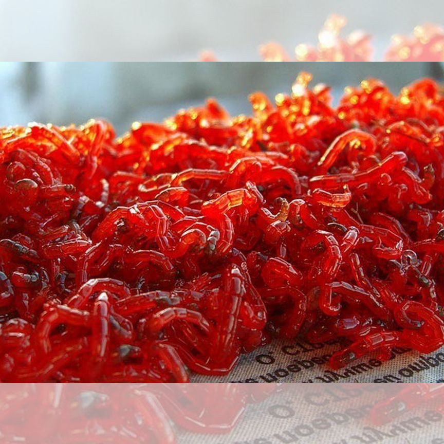 Мотыль кормовой, коретра