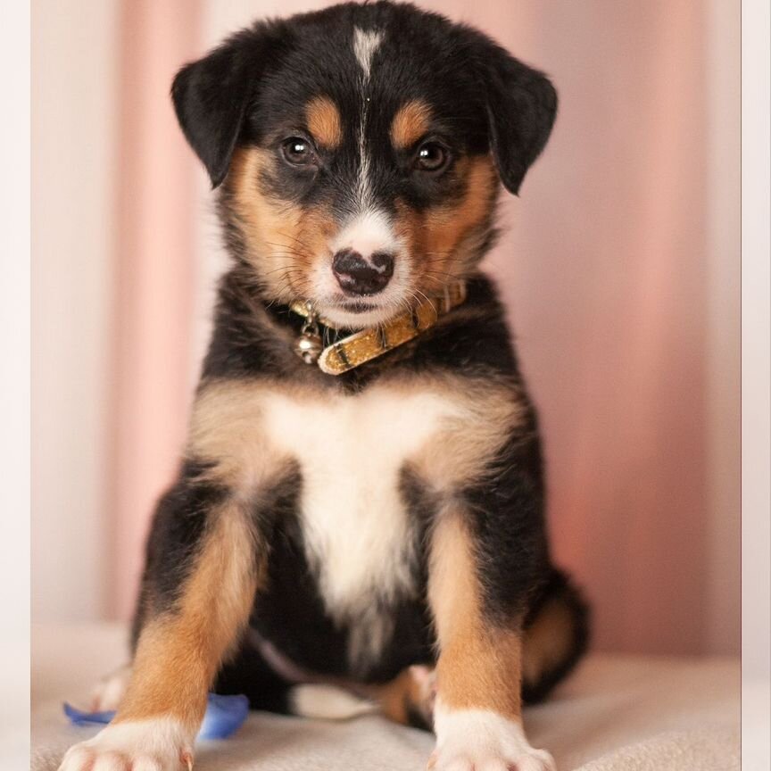 Щенок в добрые руки