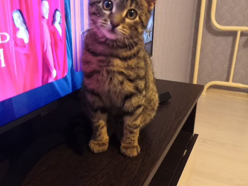 Котятенок в добрые руки