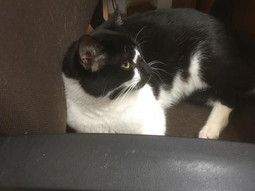 Котик Кузя ищет дом