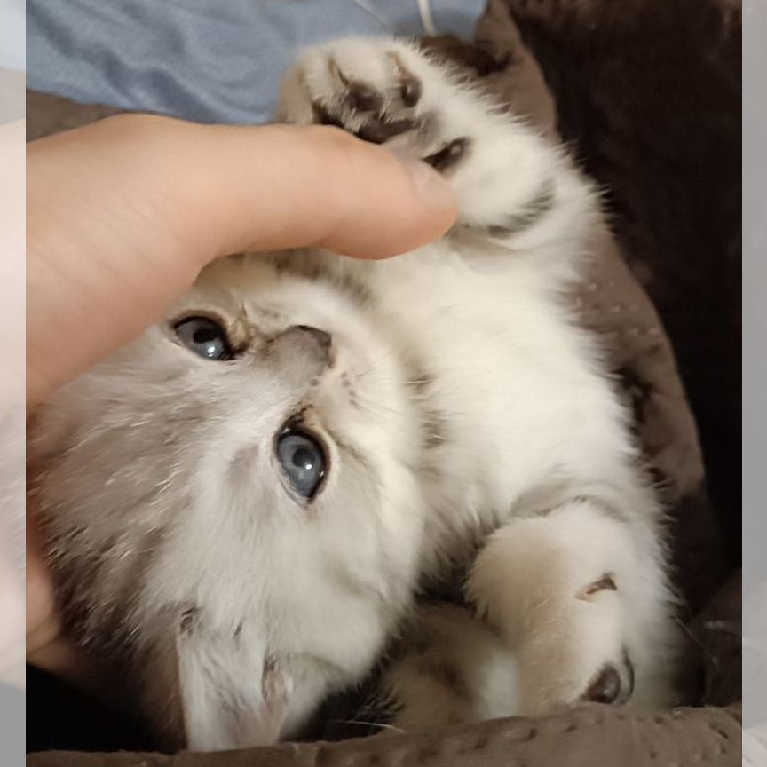 Британский короткошёрстный котёнок