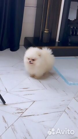 Шпиц крутышка пом