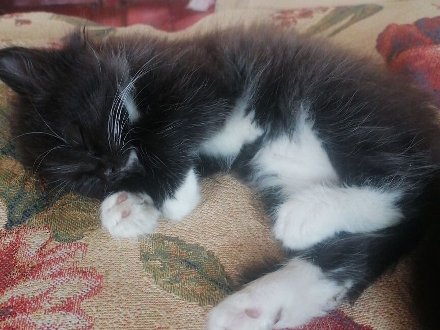 Куколка в добрые руки