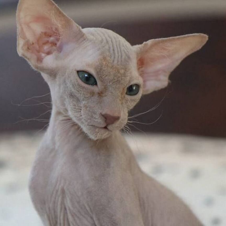 Петерболд котёнок