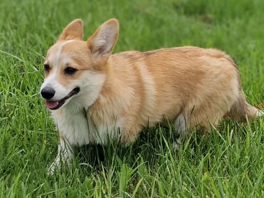 Эксклюзив мини корги