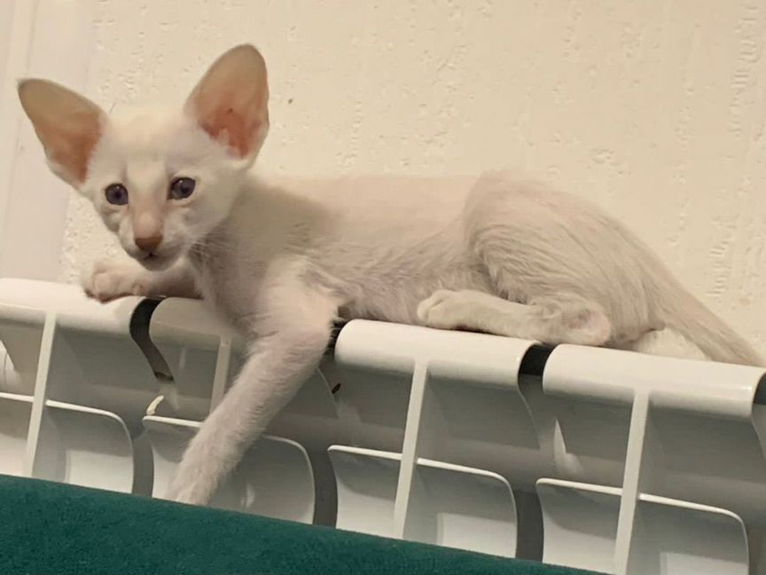 Котенок Ориентальный