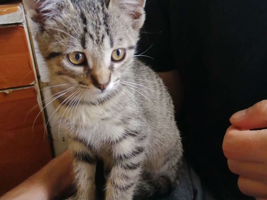 Котенок с буквой М на лбу, 3 месяца