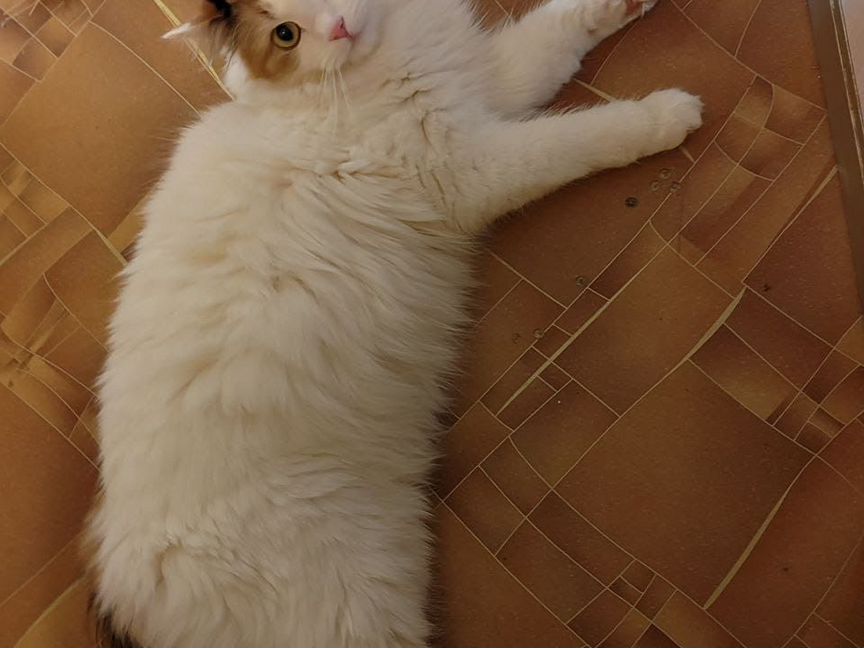 Кошка в дар бесплатно