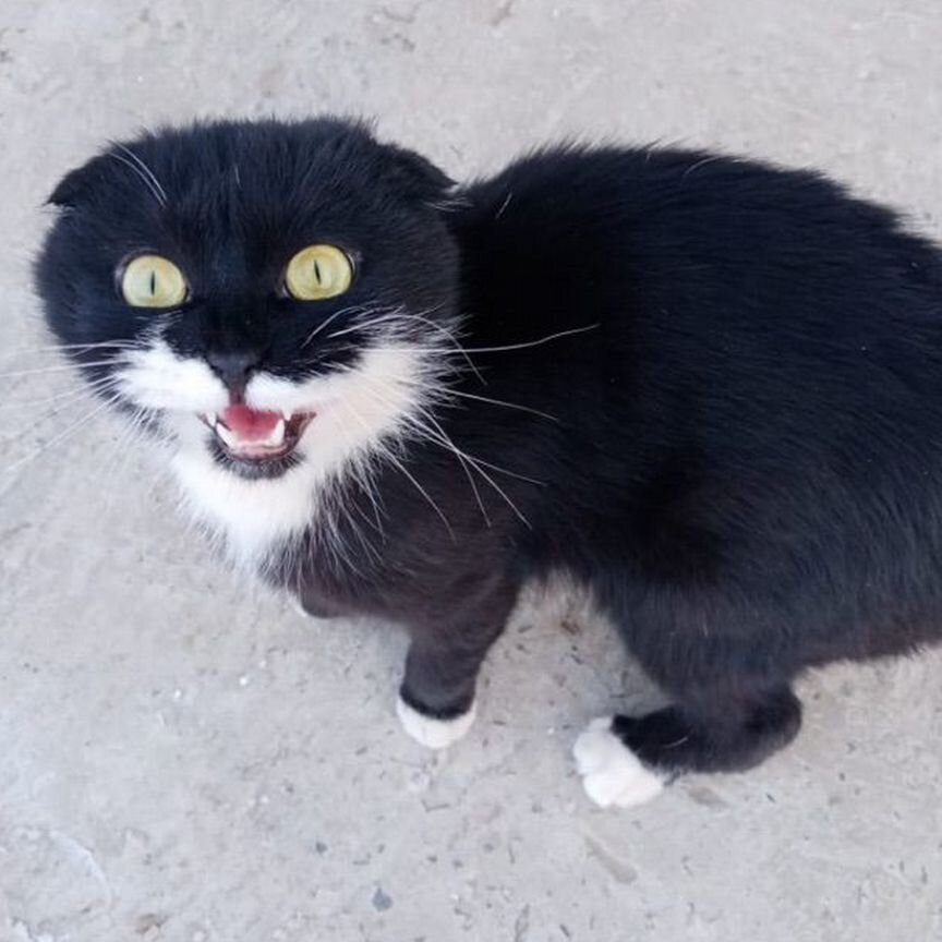 Вислоухий котенок
