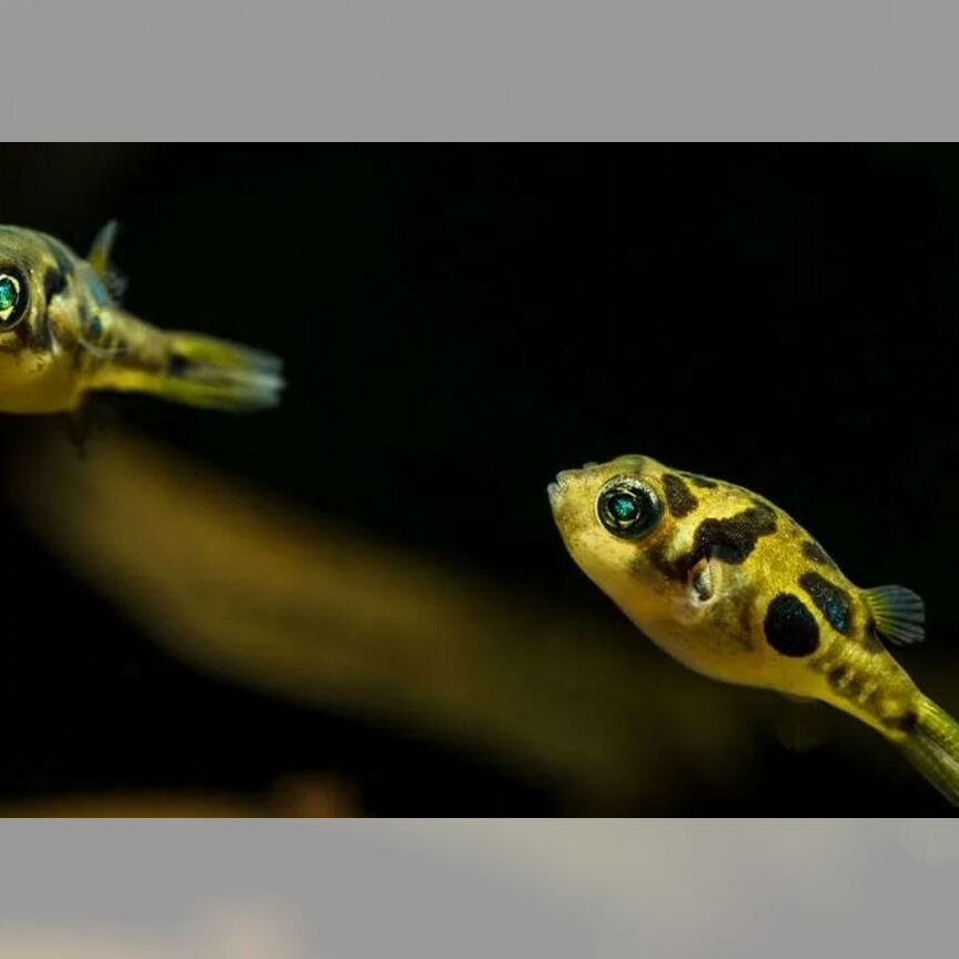 Тетрадон карликовый