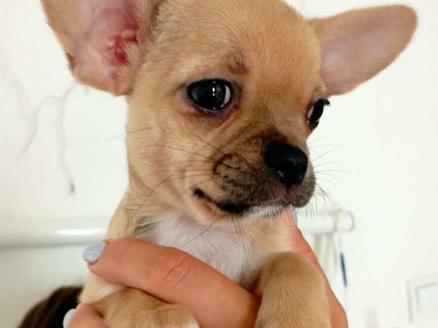 Щенки чихуахуа