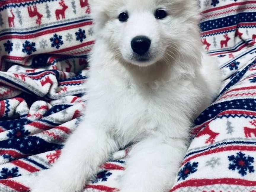 Самоедская лайка щенки